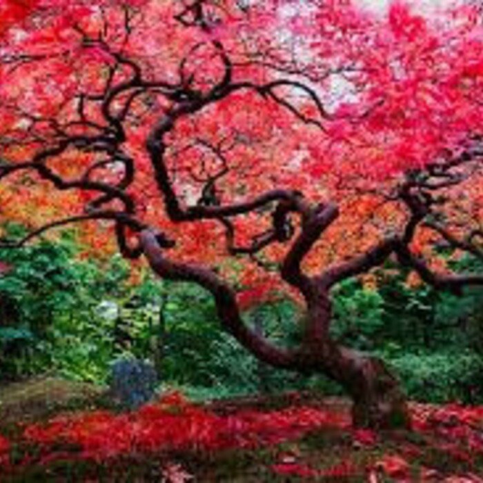 New 20 Red Japanese Maple Tree Bonsai Seeds Heirloom Rare Colorful Lawn ...