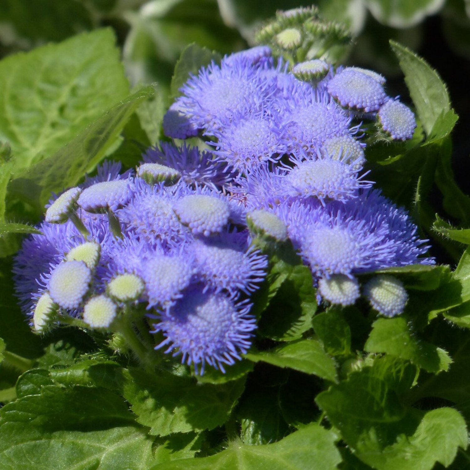 New Perennial Native Blue Mist Flower Seeds Fresh Garden USA Seller