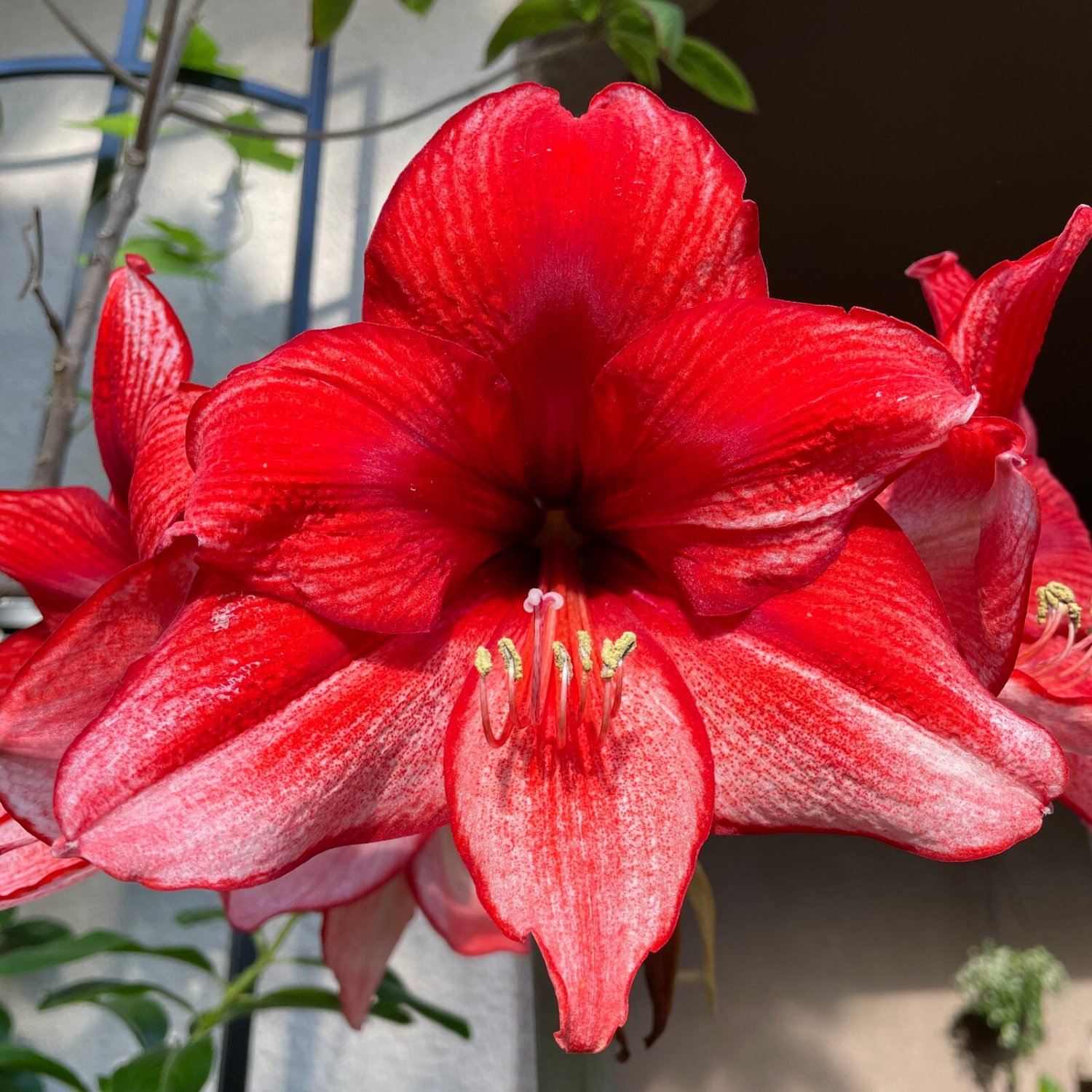 New Amaryllis Samsons Red Apple Seeds Seed Hippestratum Fresh Garden ...