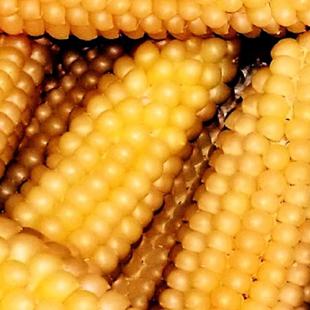 25 Popcorn Japanese Hullness Corn Seeds Pack Heirloom Fresh Seeds