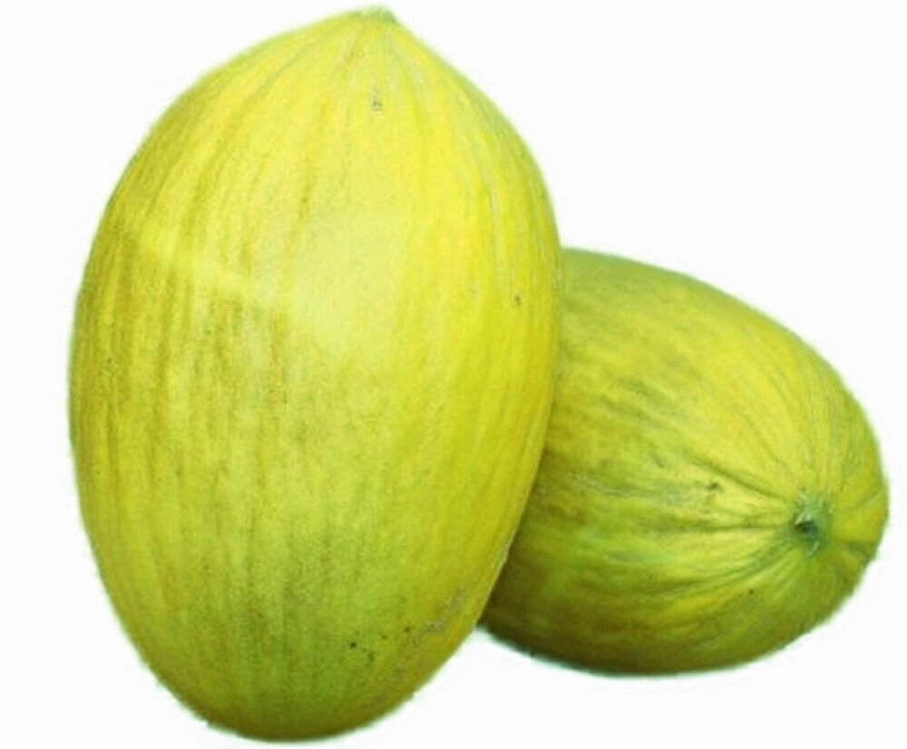 10 Amarillo Oro Melon Seeds Pack NON-GMO Heirloom Fresh Seeds