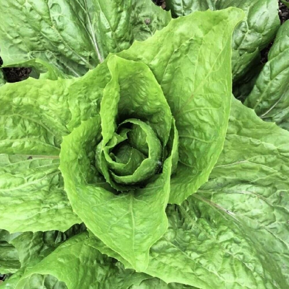 100 Sugar Loaf Endive Seeds Pack NON-GMO Heirloom Fresh Seeds