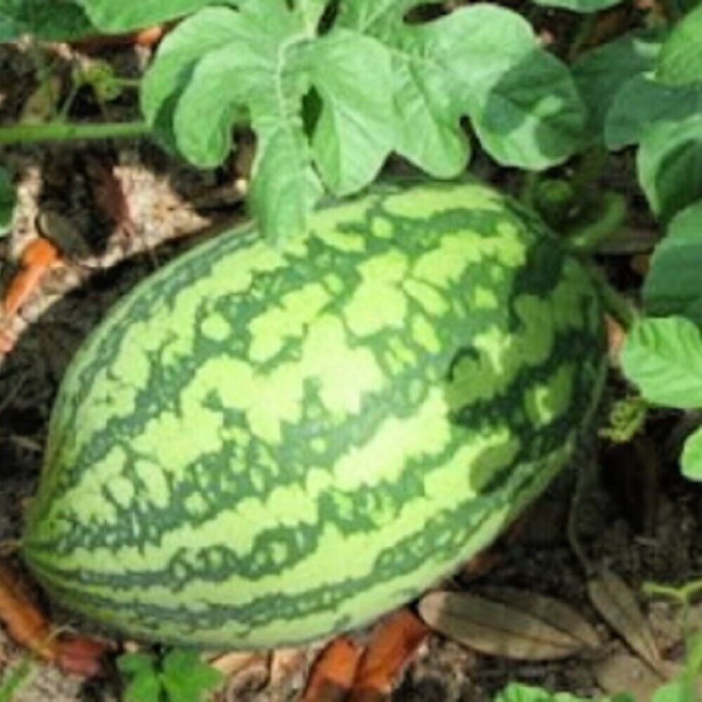 5 Florida Giant Watermelon Seeds Pack NON-GMO Heirloom Seeds