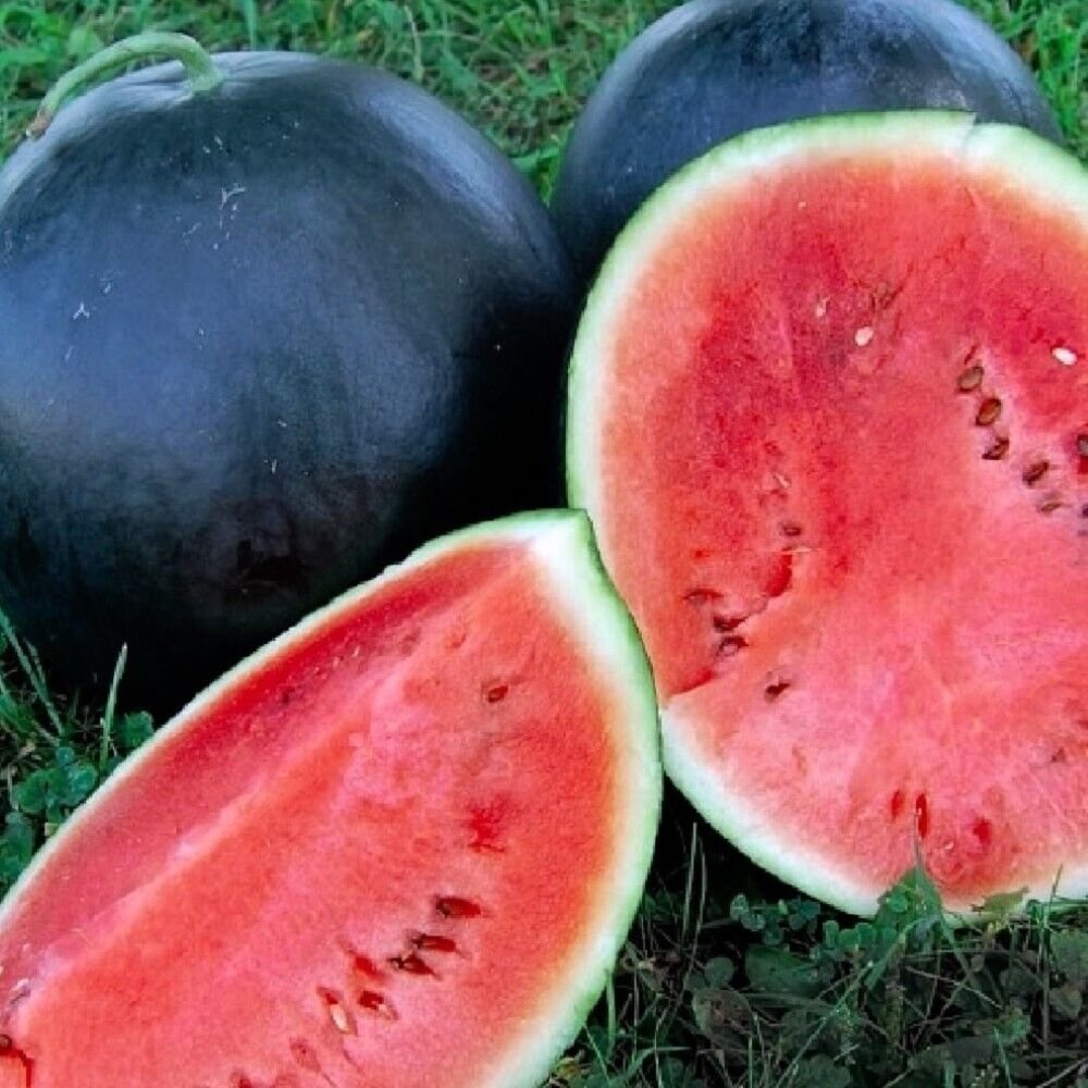 5 Black Diamond Watermelon Seeds Pack NON-GMO Heirloom Seeds