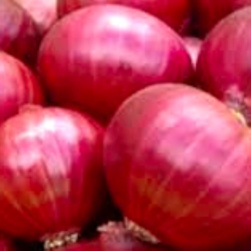 50 Red Creole Onion Seeds Pack NON-GMO Heirloom Fresh Seeds