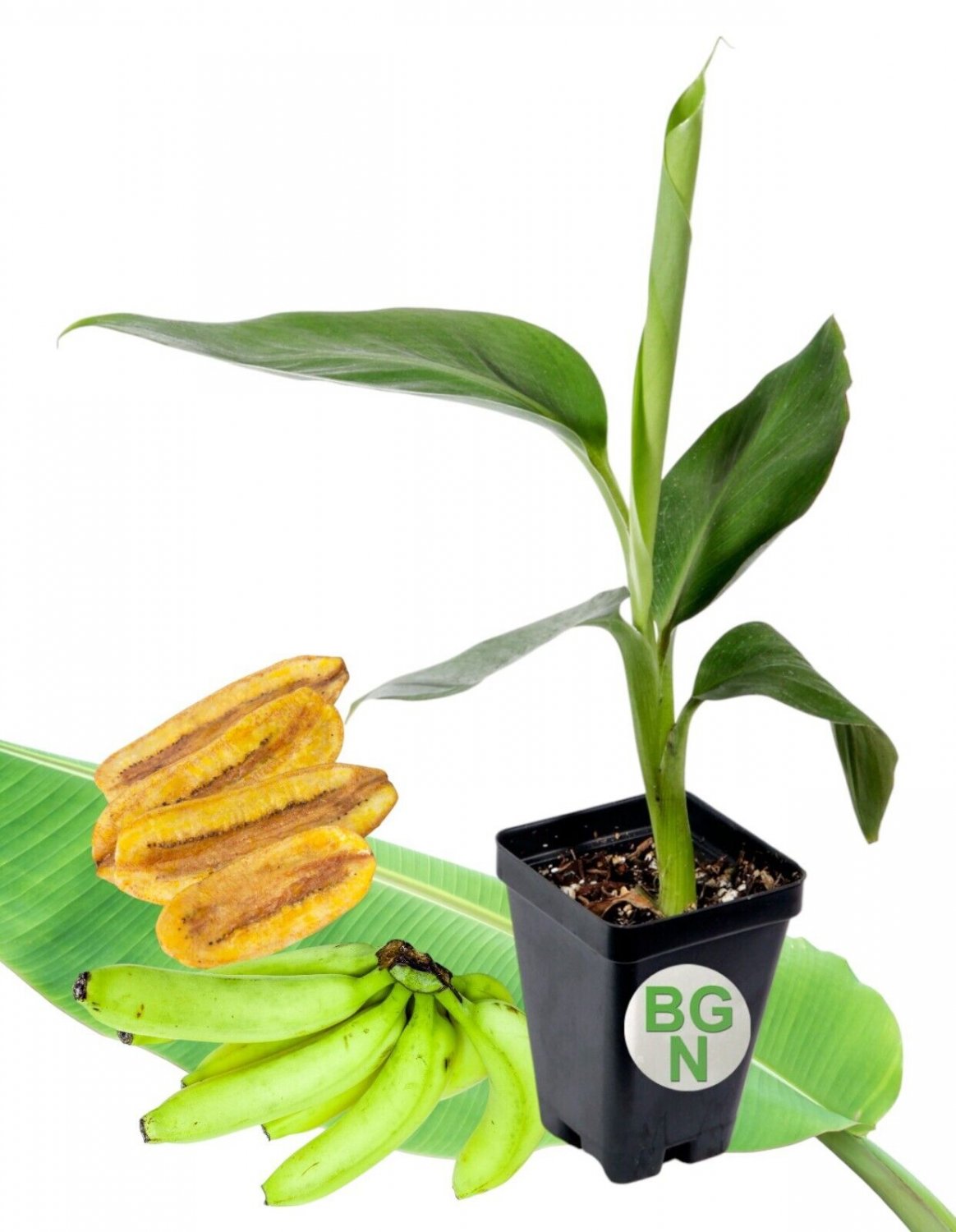 1 Dwarf Puerto Rican Plantain Live Plant Cooking Plantain US Seller