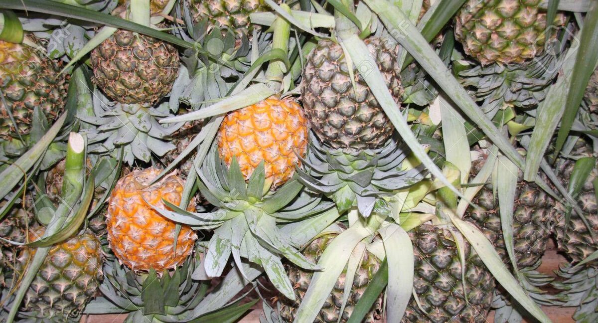 15 Cayena Lisa Pineapple Seeds Fruit Fresh Seeds