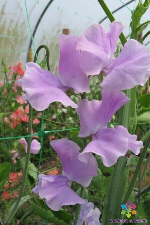 50 Daphne Sweet Pea Seeds Flower Fresh Seeds