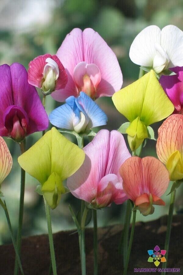 50 Spangles Annual Sweet Pea Seeds Flower Fresh Seeds