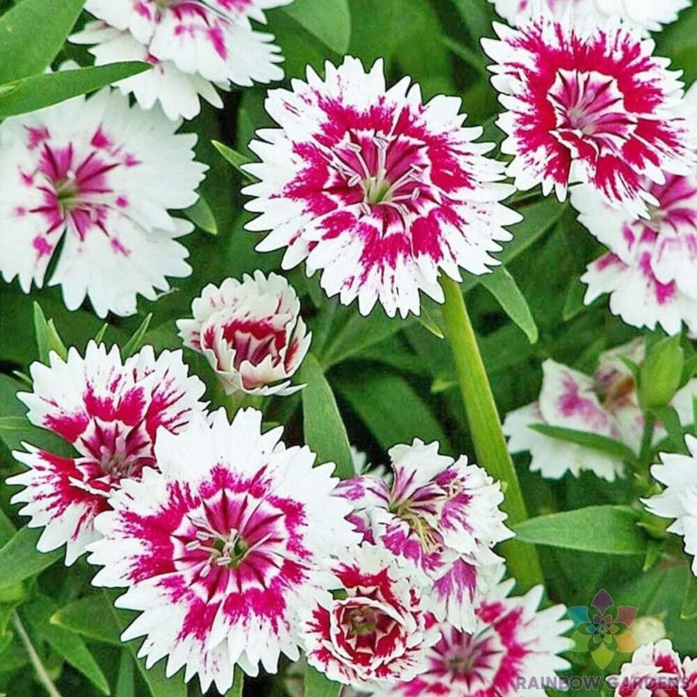 200 Pink Chianti Carnation Seeds Flower Fresh Seeds