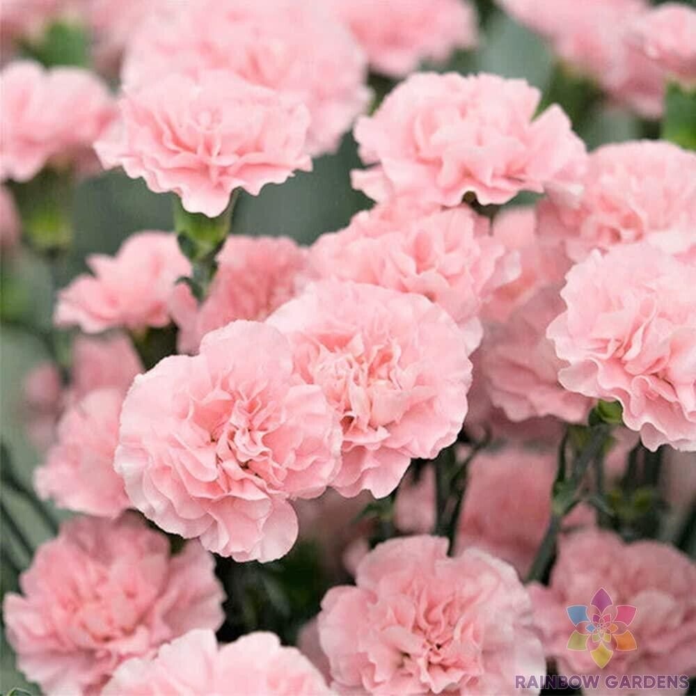 200 Freyn's Pink Carnation Seeds Flower Fresh Seeds