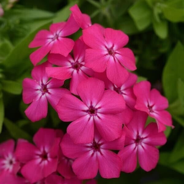 100 Gisele Hot Pink Phlox Seeds Flower Fresh Seeds