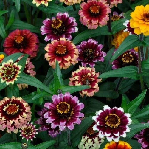100 Aztec Sunset Zinnia Seeds Flower Fresh Seeds