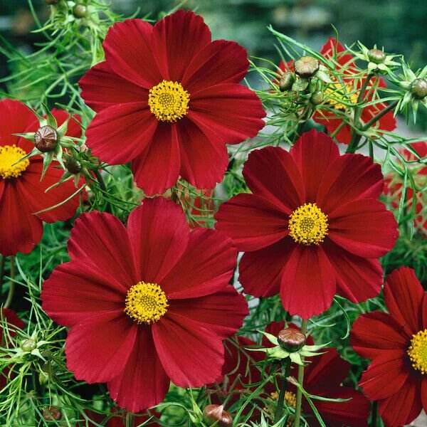 200 Seeds Versailles Tetra Red Cosmos Fresh Seeds