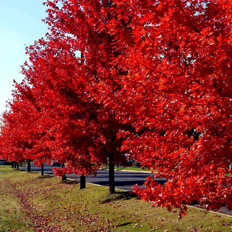 10 Red Sunset Japanese Maple Tree Seeds Acer Rubrum Hardy Bonsai Plant