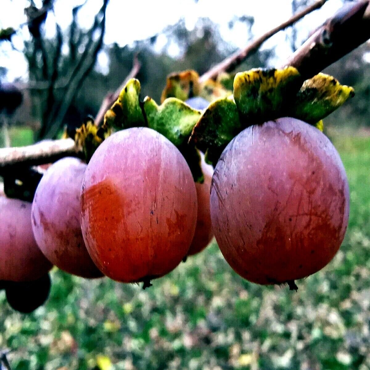 10 Date Plum Fruit Tree Seeds Diospyros Mediterranean Persimmon