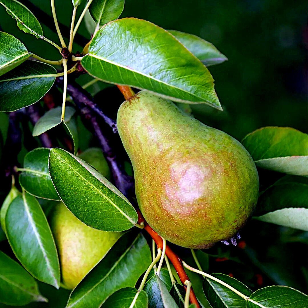 10 European Pear Tree Seeds Pyrus Communis Hardy Fruit Garden Plant