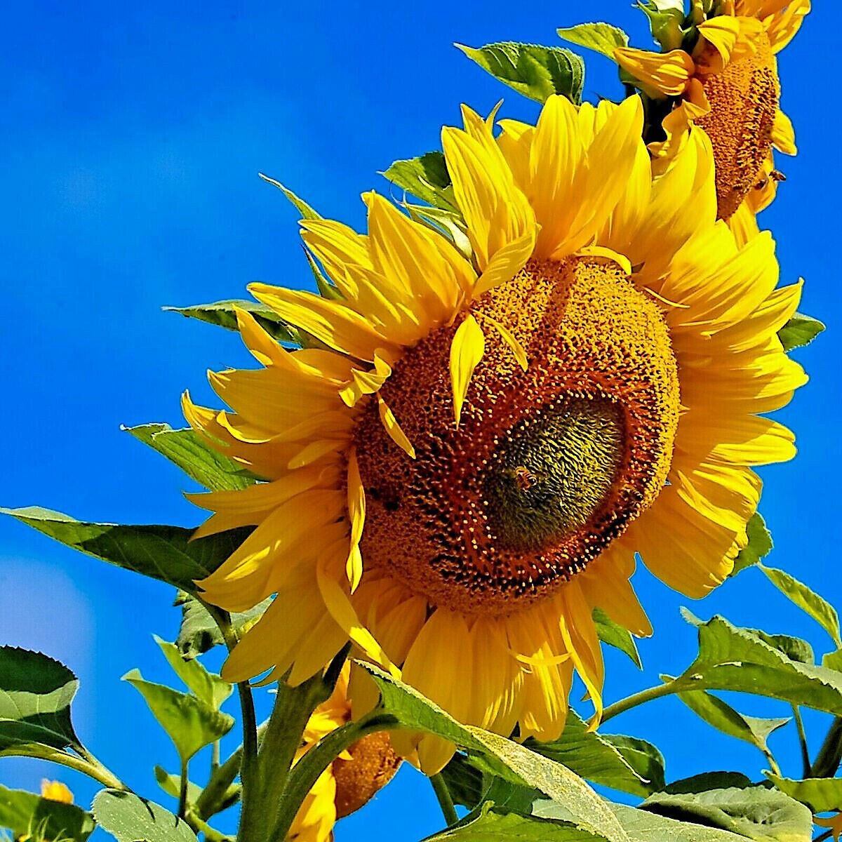 10 Giant Mammoth Russian Sunflower Seeds Heirloom Hardy 10