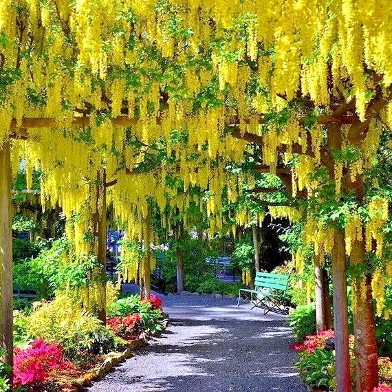 10 Golden Chain Tree Seeds Laburnum Anagyroides Wisteria Flowering