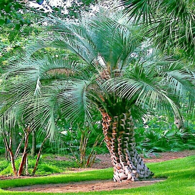 10 Jelly Pindo Palm Tree Seeds Butia Capitata Cold Hardy Tropical Plant
