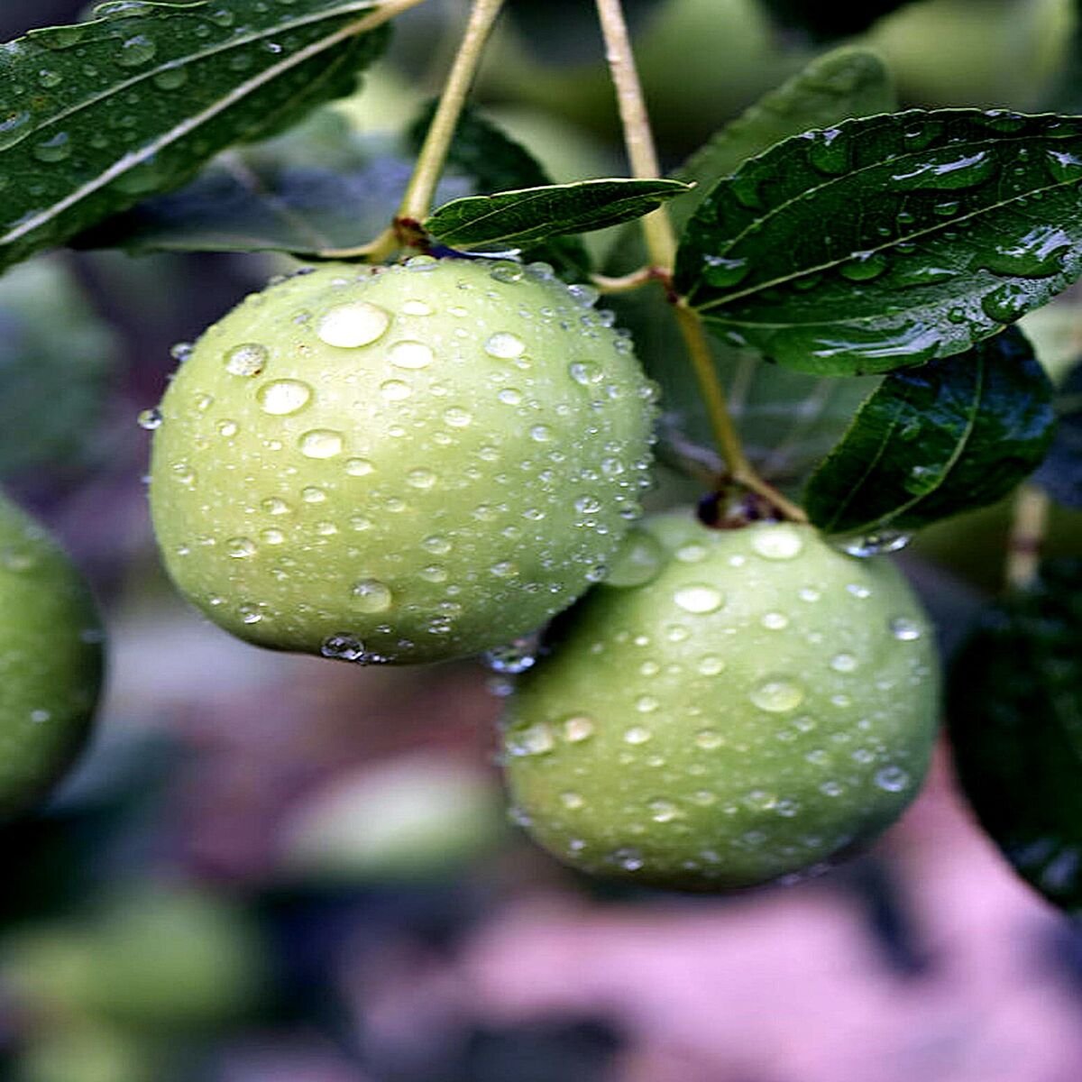 10 Jojoba Tree Seeds Simmondsia Chinensis Medicinal Oil Fruit Rare