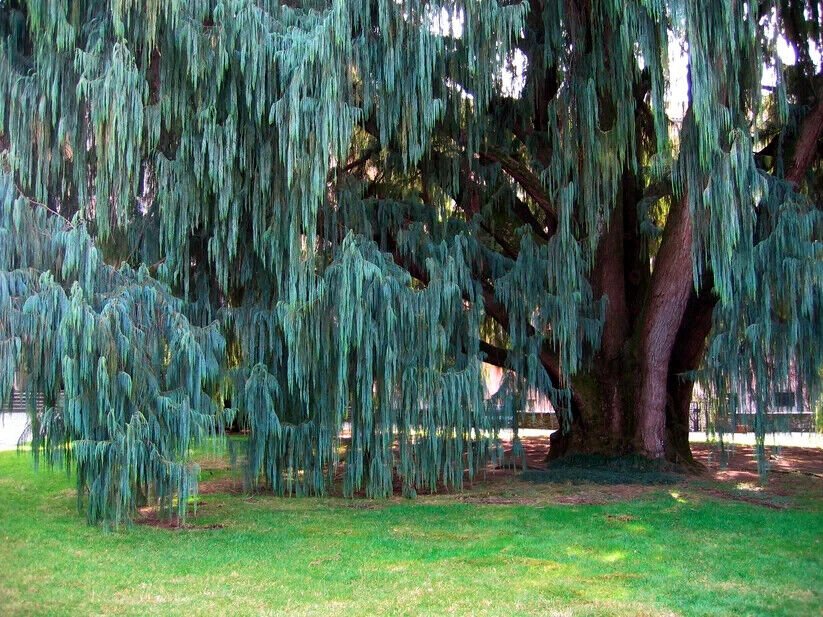 10 Kashmir Bhutan Weeping Cypress Tree Seeds Cupressus Cashmeriana
