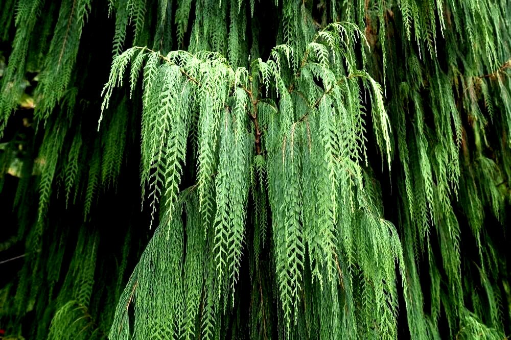 10 Kashmir Bhutan Weeping Cypress Tree Seeds Cupressus Cashmeriana