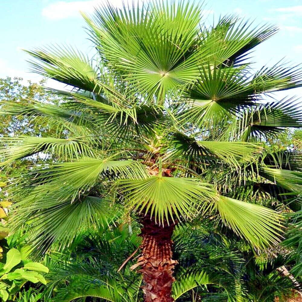 10 Mexican Fan Palm Tree Seeds Washingtonia Robusta Tropical Hardy Plant