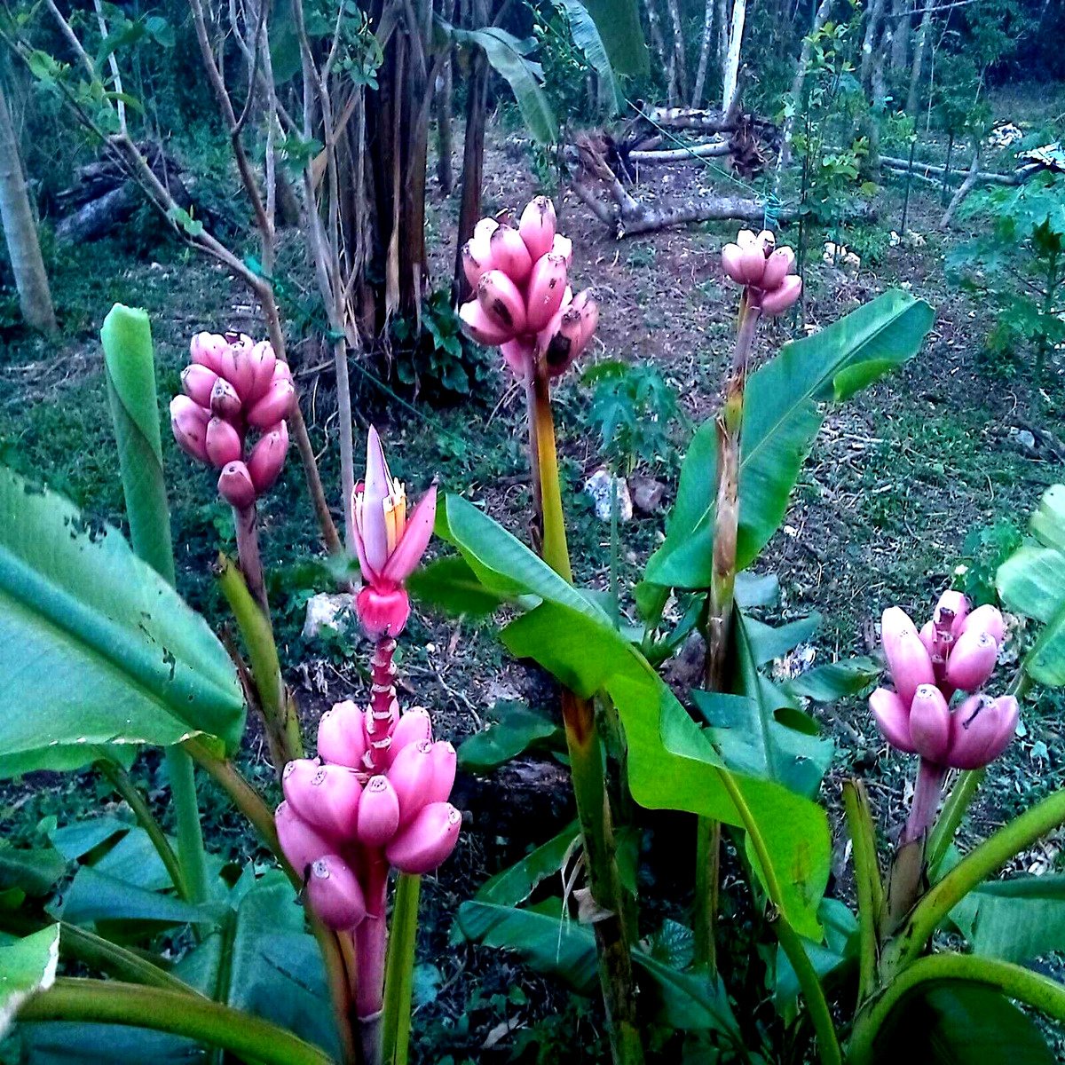 10 Pink Dwarf Banana Tree Fruit Seeds Musa Velutina Hardy Fast Growing