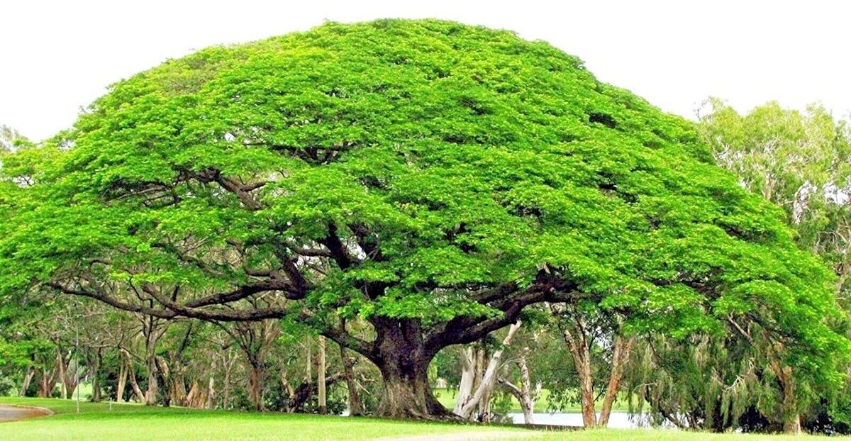 10 Rain Tree Seeds Monkey Pod Albizia Saman Tropical Flower Bonsai Rare