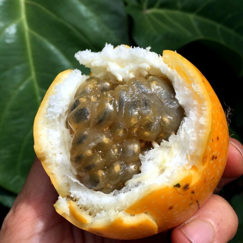 10 Sweet Granadilla Passion Fruit Seeds Passiflora Ligularis Climber Vine