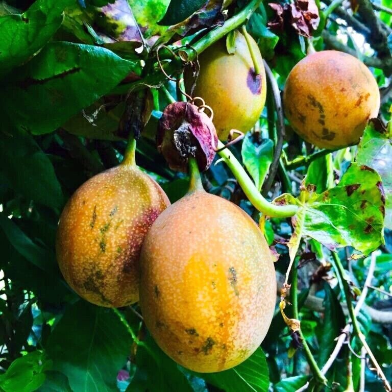 10 Sweet Granadilla Passion Fruit Seeds Passiflora Ligularis Climber Vine