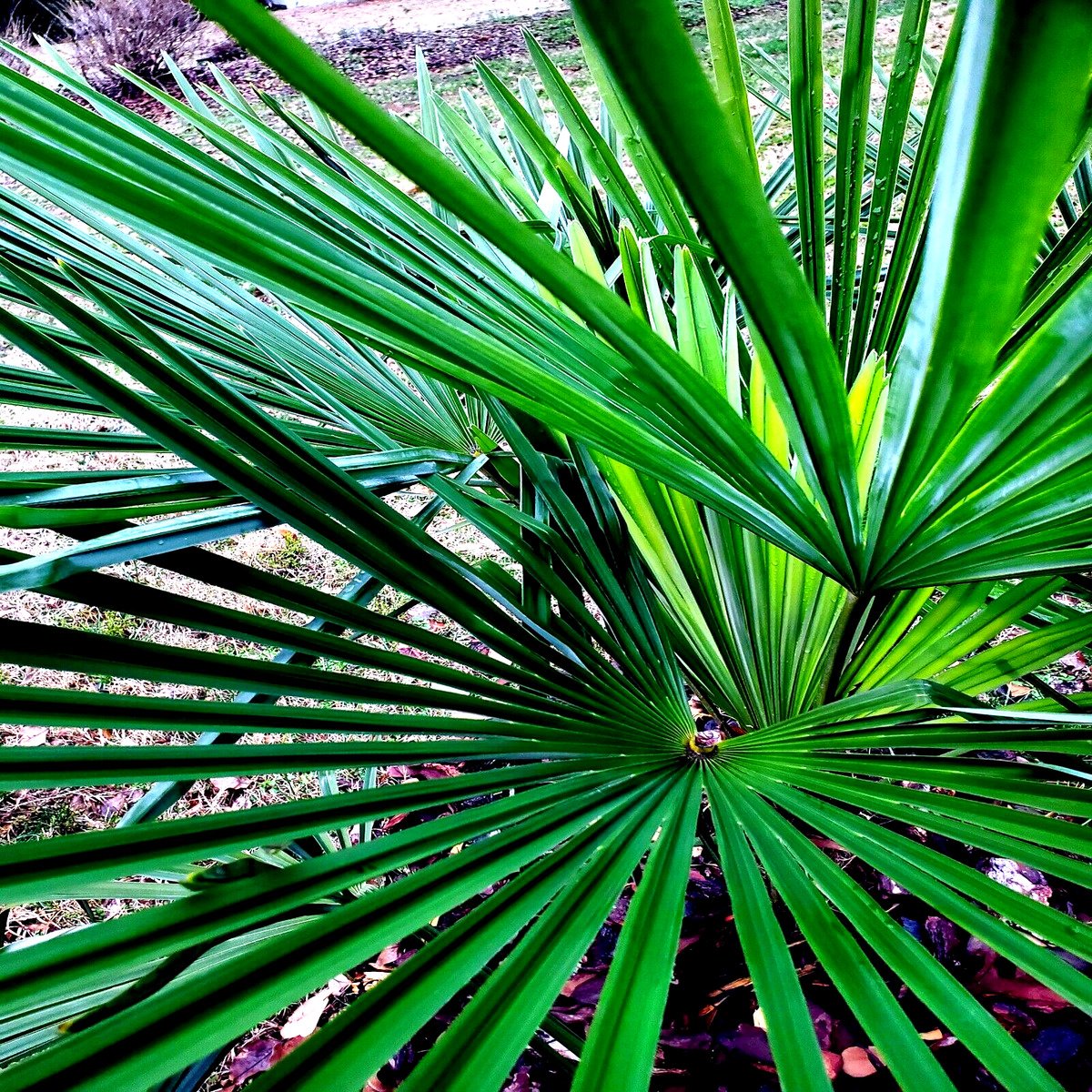10 Windmill Fan Palm Seeds Trachycarpus Fortunei Cold Hardy Palm Plant