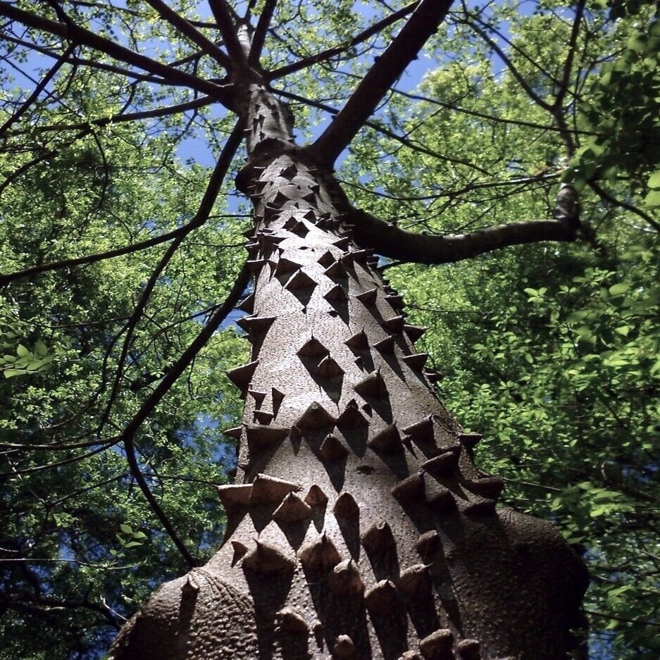 20 Hercules Club Tree Seeds (Zanthoxylum Clava-Herculis) Prickly Ash Plant