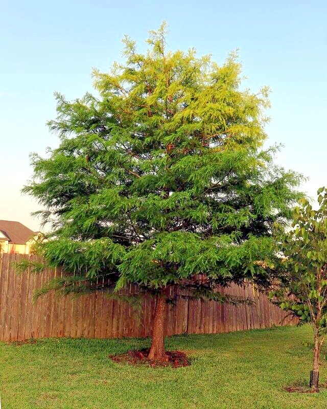 20 Montezuma Bald Cypress Tree Seeds (Taxodium Mucronatum) Fast Growing ...