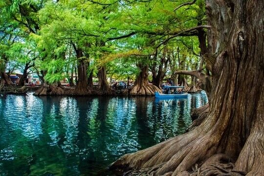 20 Montezuma Bald Cypress Tree Seeds (Taxodium Mucronatum) Fast Growing ...