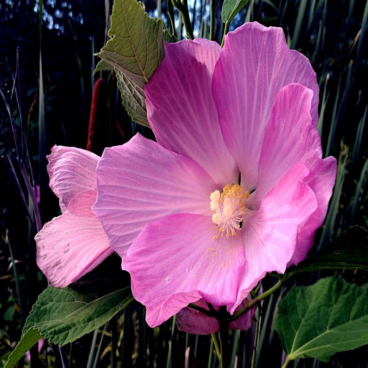 20 Pink Swamp Mallow Rose Seeds Hardy Hibiscus Garden Plant