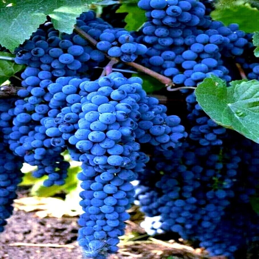 20 Wine Grape Tree Seeds (Vitis Vinifera) Hardy Vine Fruit Garden Plant