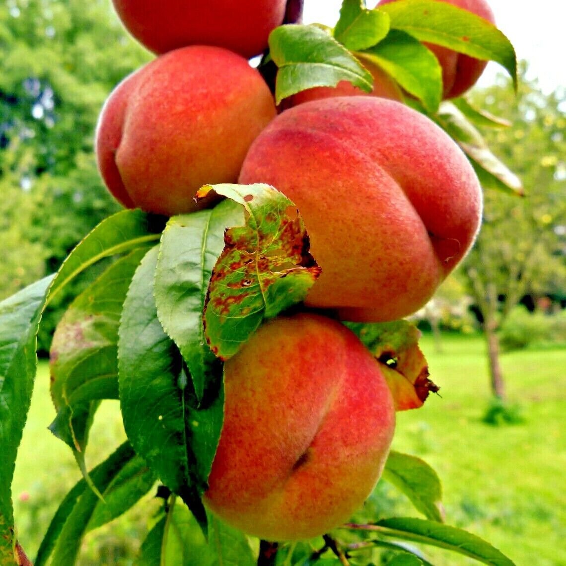 3 Peach Tree Seeds (Prunus Persica) Dwarf Loring Fruit Plant Hardy Zone 3