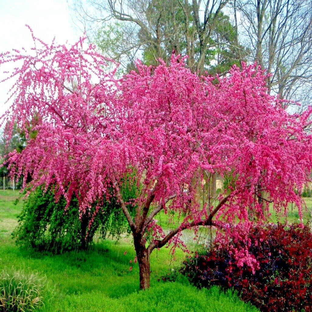 3 Peach Tree Seeds (Prunus Persica) Dwarf Loring Fruit Plant Hardy Zone 3