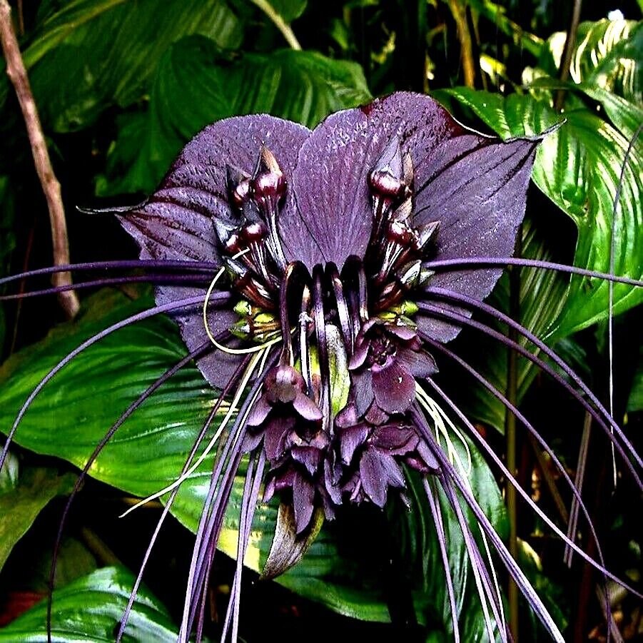 5 Black Bat Orchid Seeds (Tacca Chantrieri) Rare Tropical Houseplant