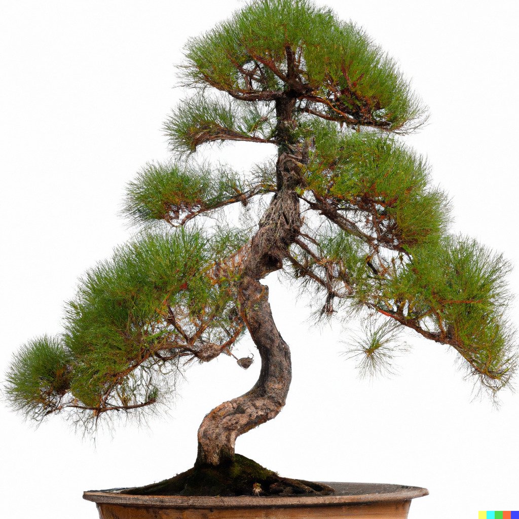50 Tropical Oak Tree Seeds (Casuarina cunninghamiana) She-Oak Bonsai US ...
