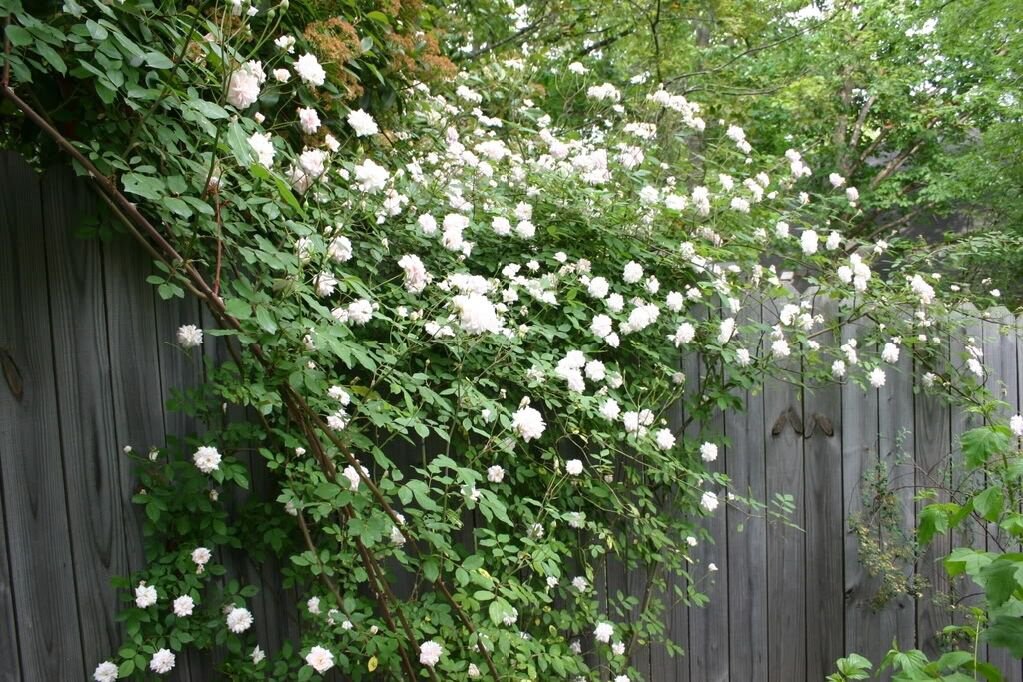 5 WHITE CLIMBING ROSE Rosa Bush Vine Climber Fragrant Butterfly Flower ...