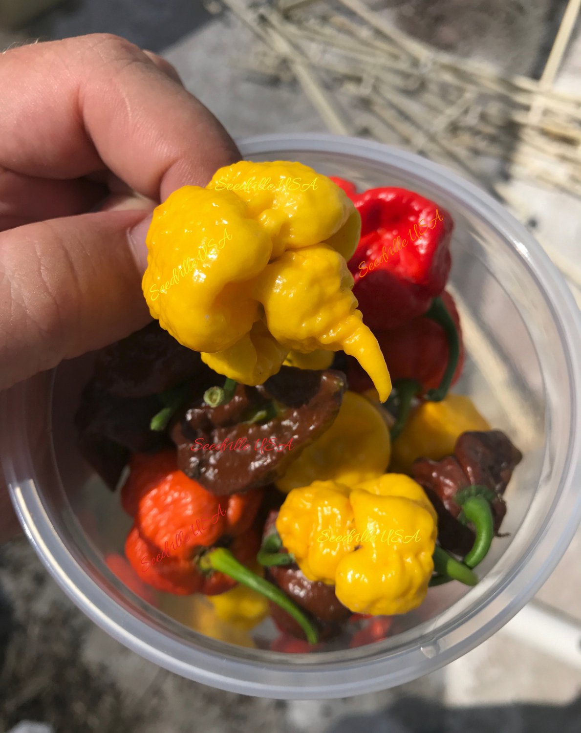 10 Yellow CAROLINA REAPER PEPPER World's Hottest Capsicum Chinense ...