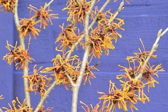 10 Swallow Hayes Witch Hazel Seeds Hamamelis X Intermedia Fresh Seeds
