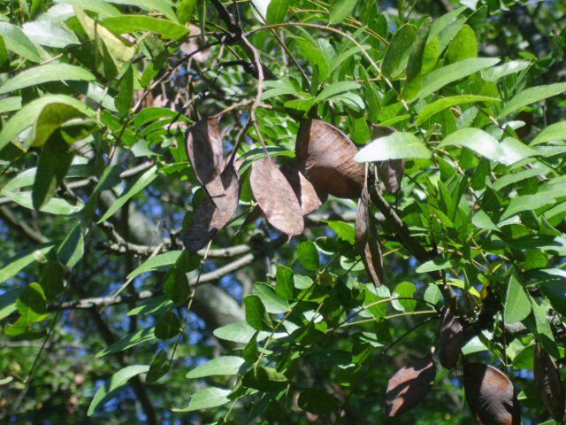 10 Water Locust Seeds Gleditsia Aquatica Fresh Seeds