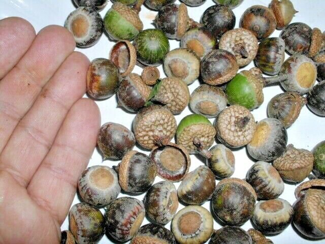 12 Pin Oak Acorns Quercus Palustris Fresh Seeds