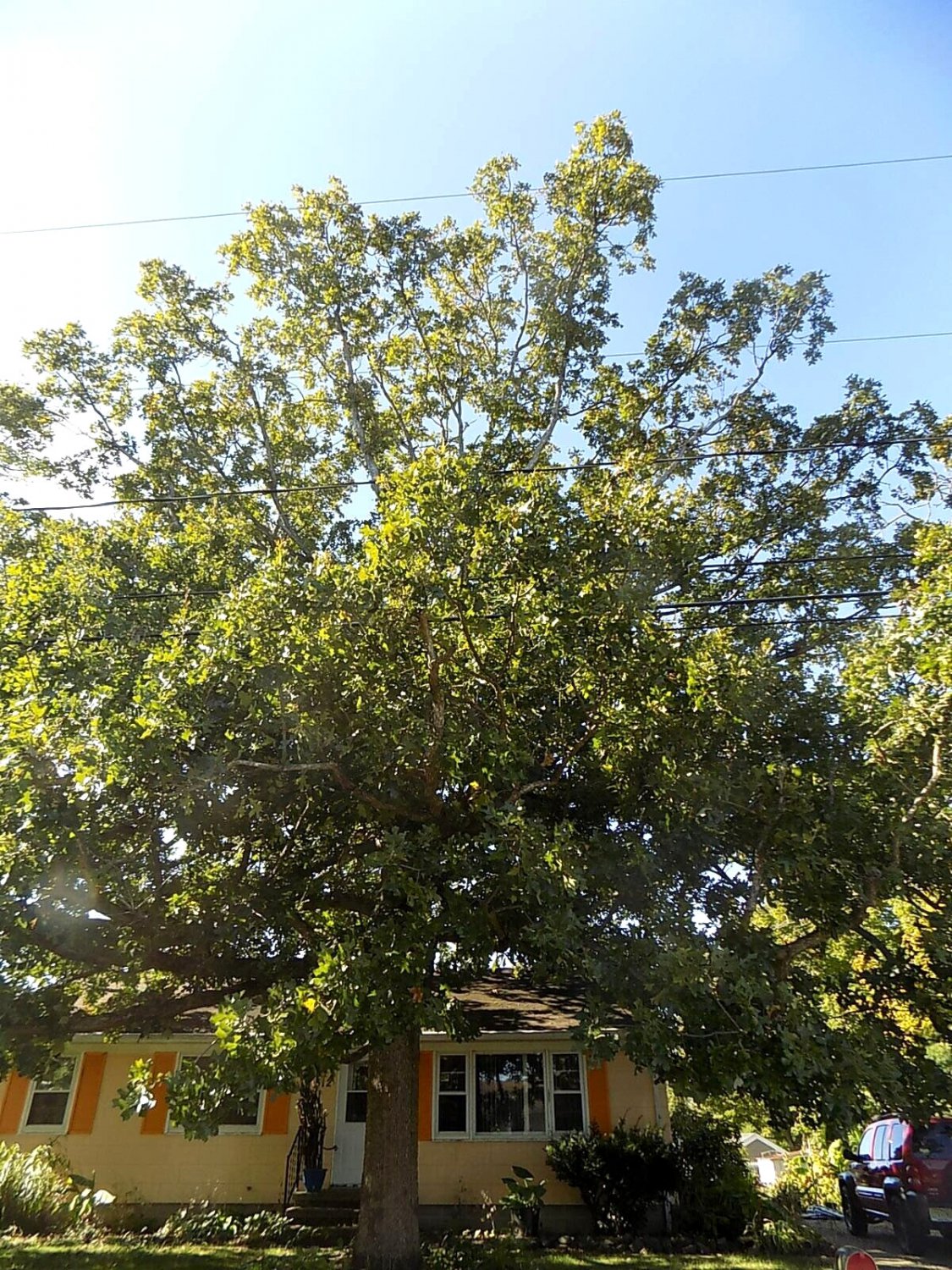 12 Post Oak Acorns Quercus Stellata Fresh Seeds