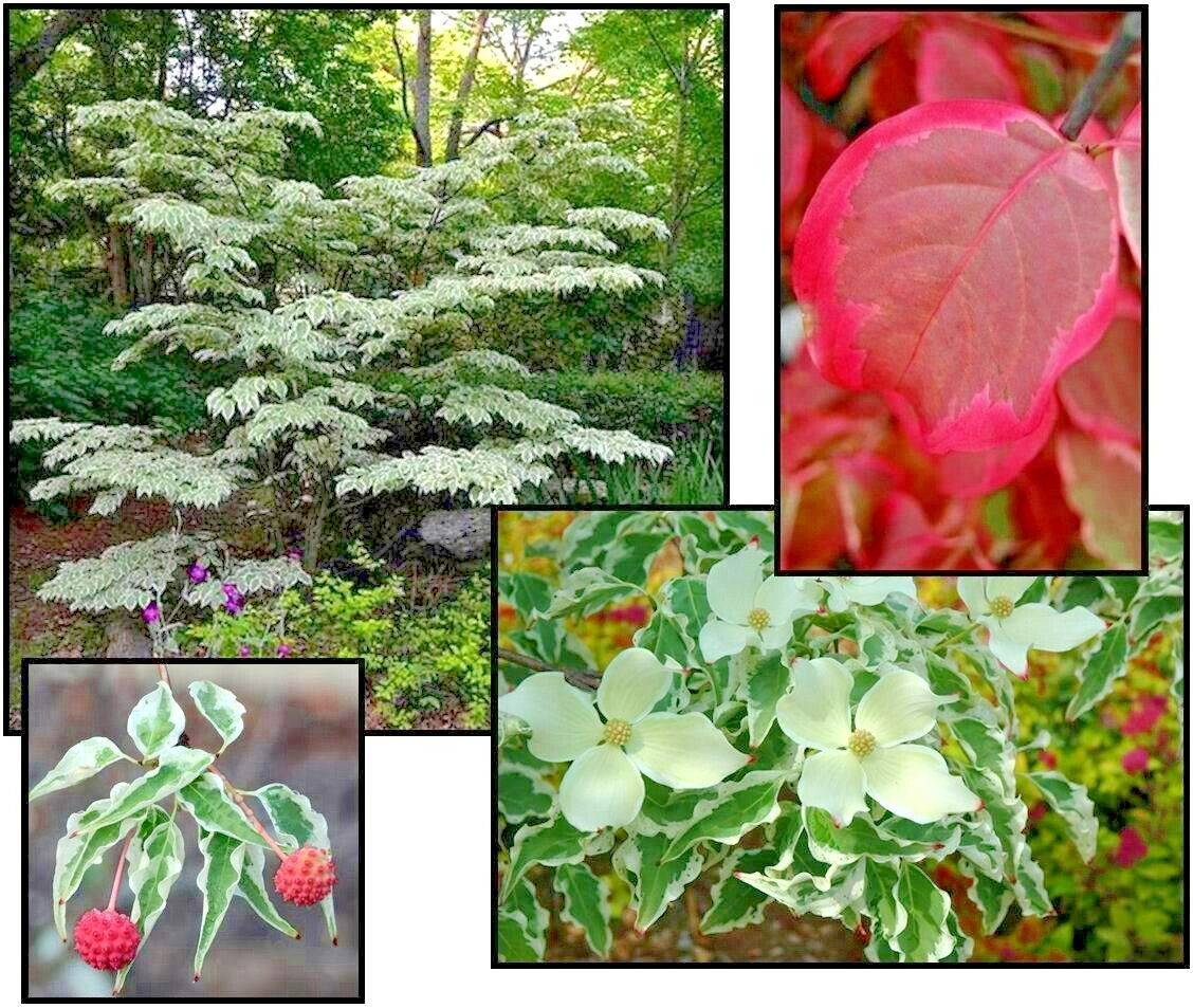 12 Wolf Eyes Kousa Dogwood Seeds Cornus Kousa Wolf Eyes Fresh Seeds