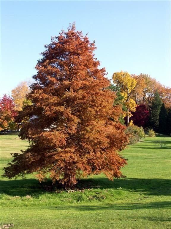 15 Monarch Of Illinois Bald Cypress Seeds Taxodium Distichum Monarch Of ...